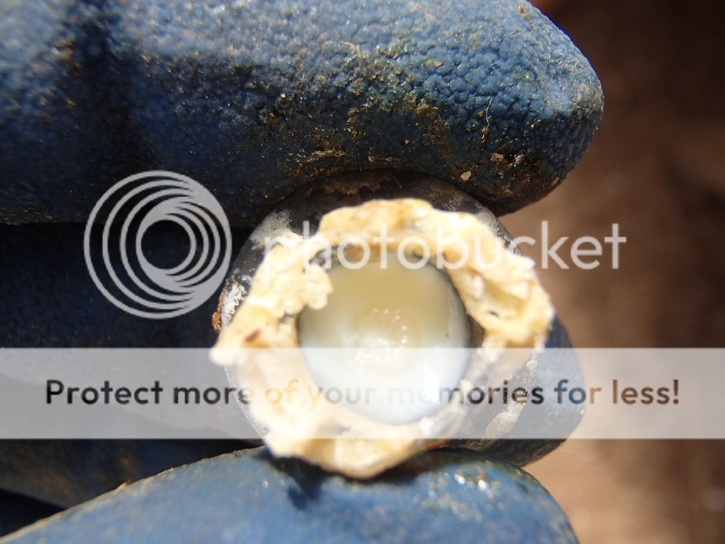 Small Queen Cells | Beesource Beekeeping Forums